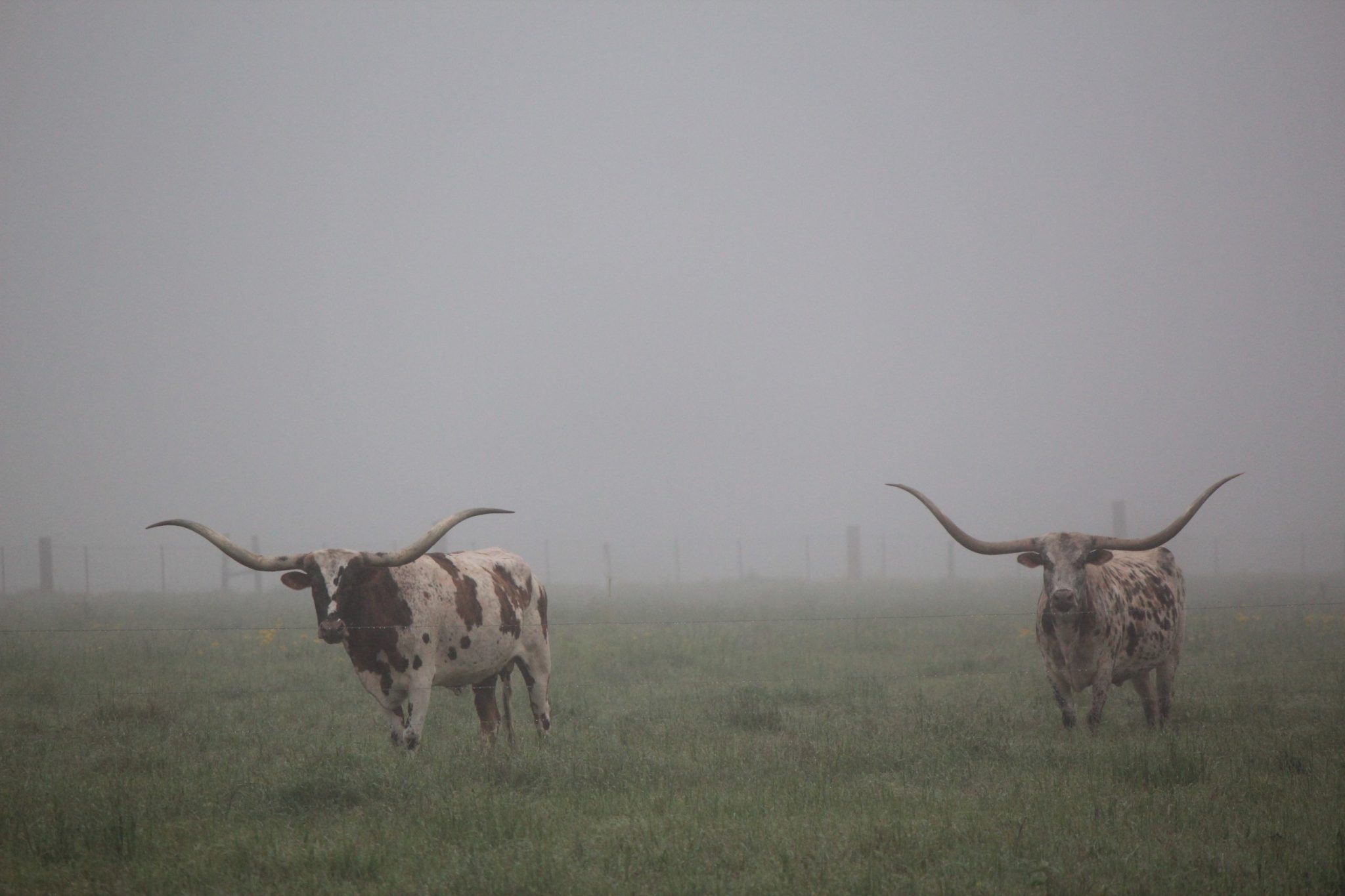 Singing Coyote Ranch | Raising Registered Texas Longhorns since 1983