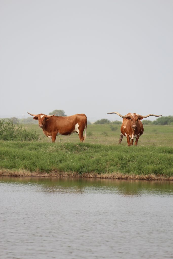 Singing Coyote Ranch | Raising Registered Texas Longhorns since 1983