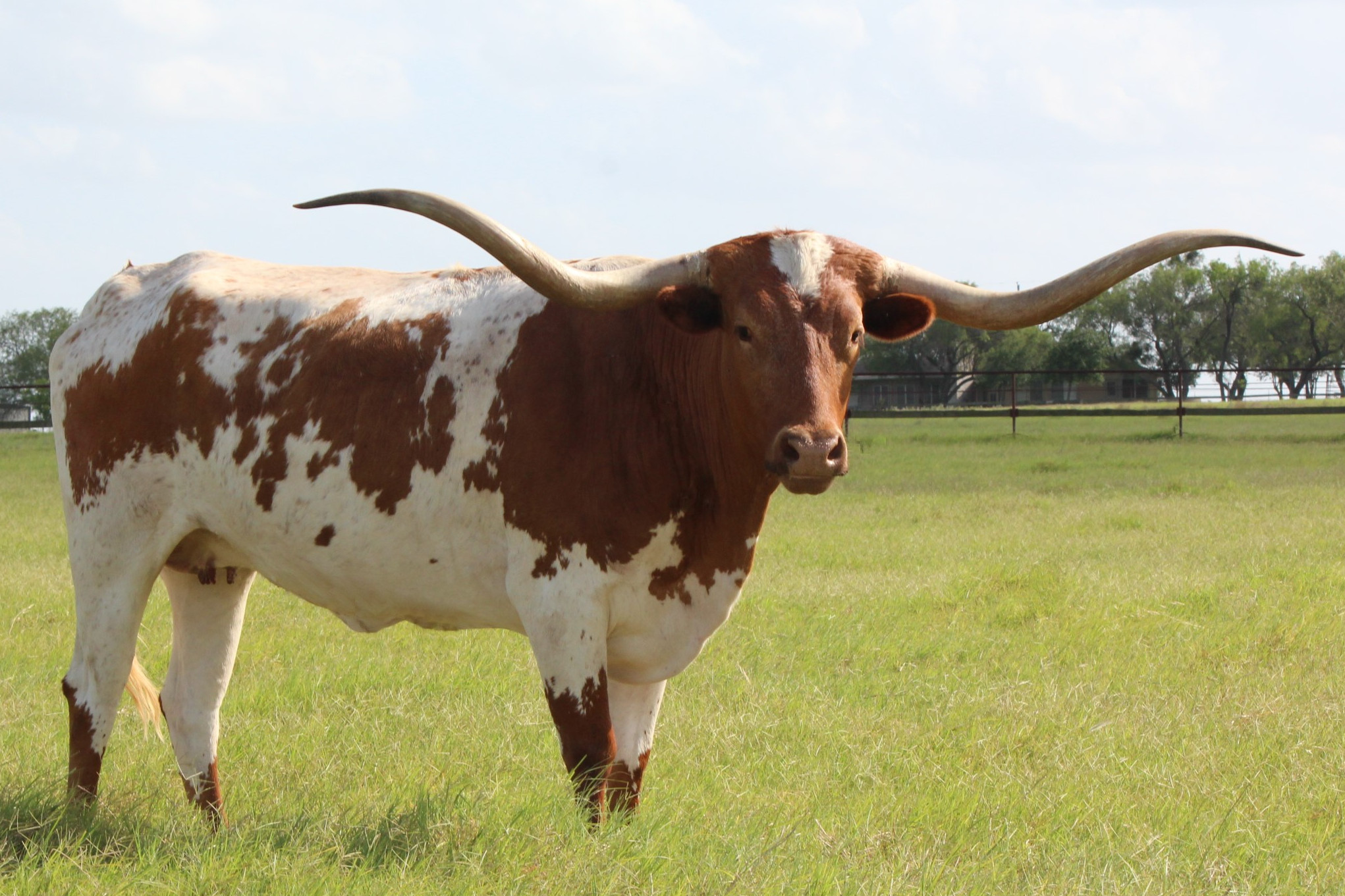 Singing Coyote Ranch | Raising Registered Texas Longhorns since 1983