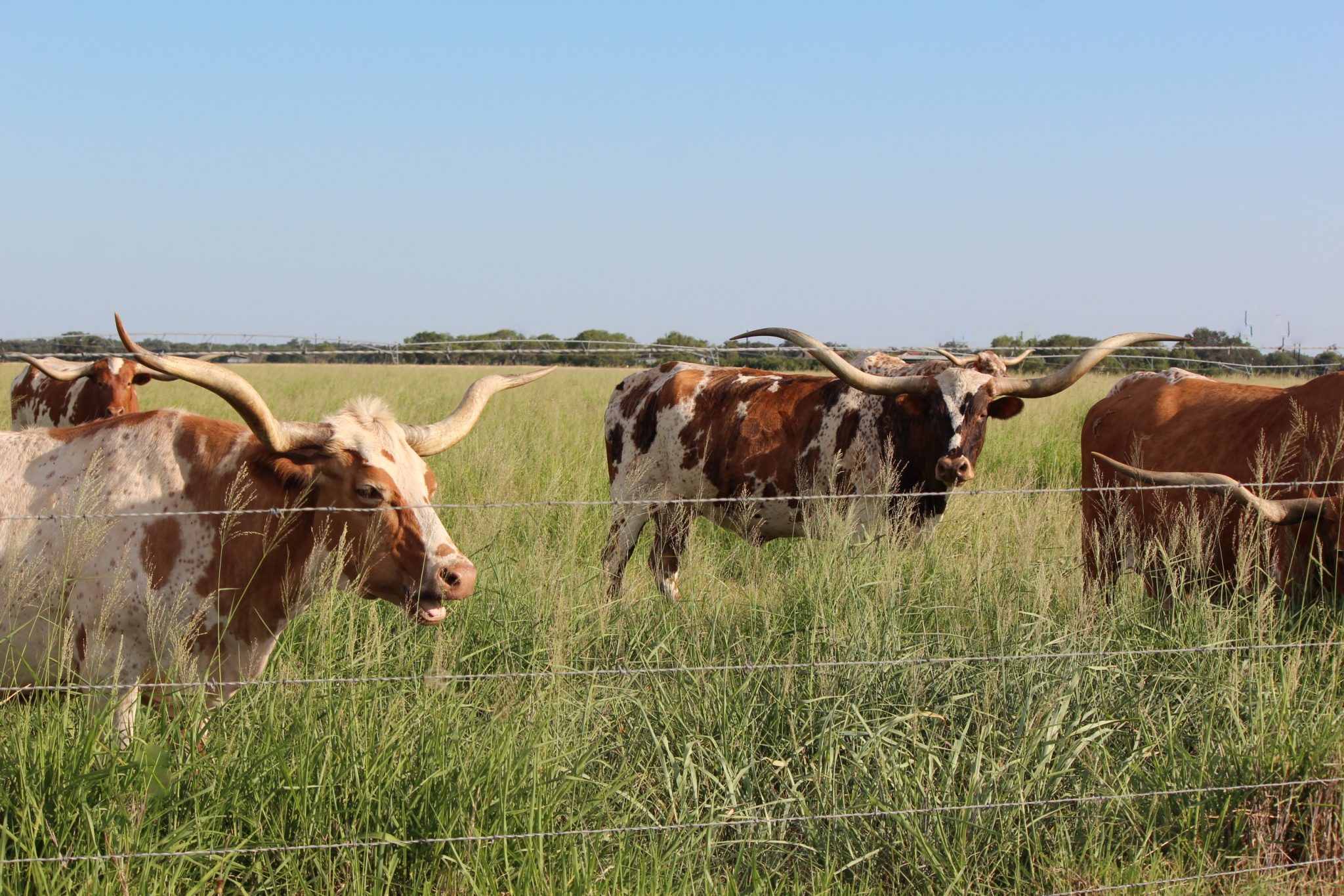 Singing Coyote Ranch | Raising Registered Texas Longhorns since 1983